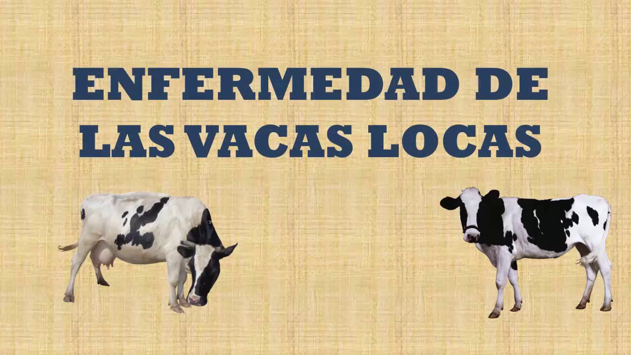 Enfermedad de las Vacas locas - YouTube