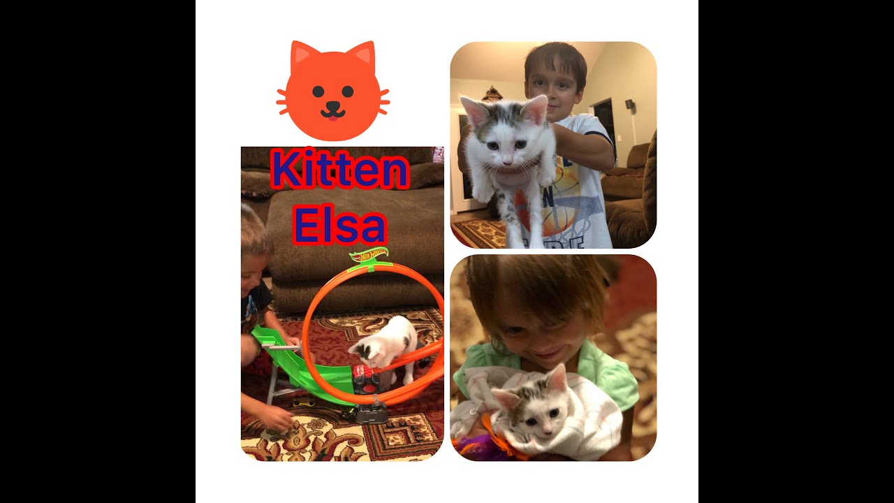 We got a cute KITTEN! Meet Elsa!! - YouTube