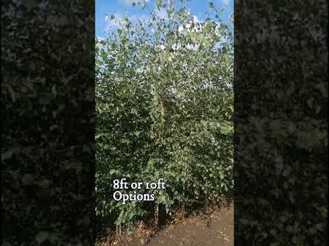 What Is The Smallest Silver Birch Tree