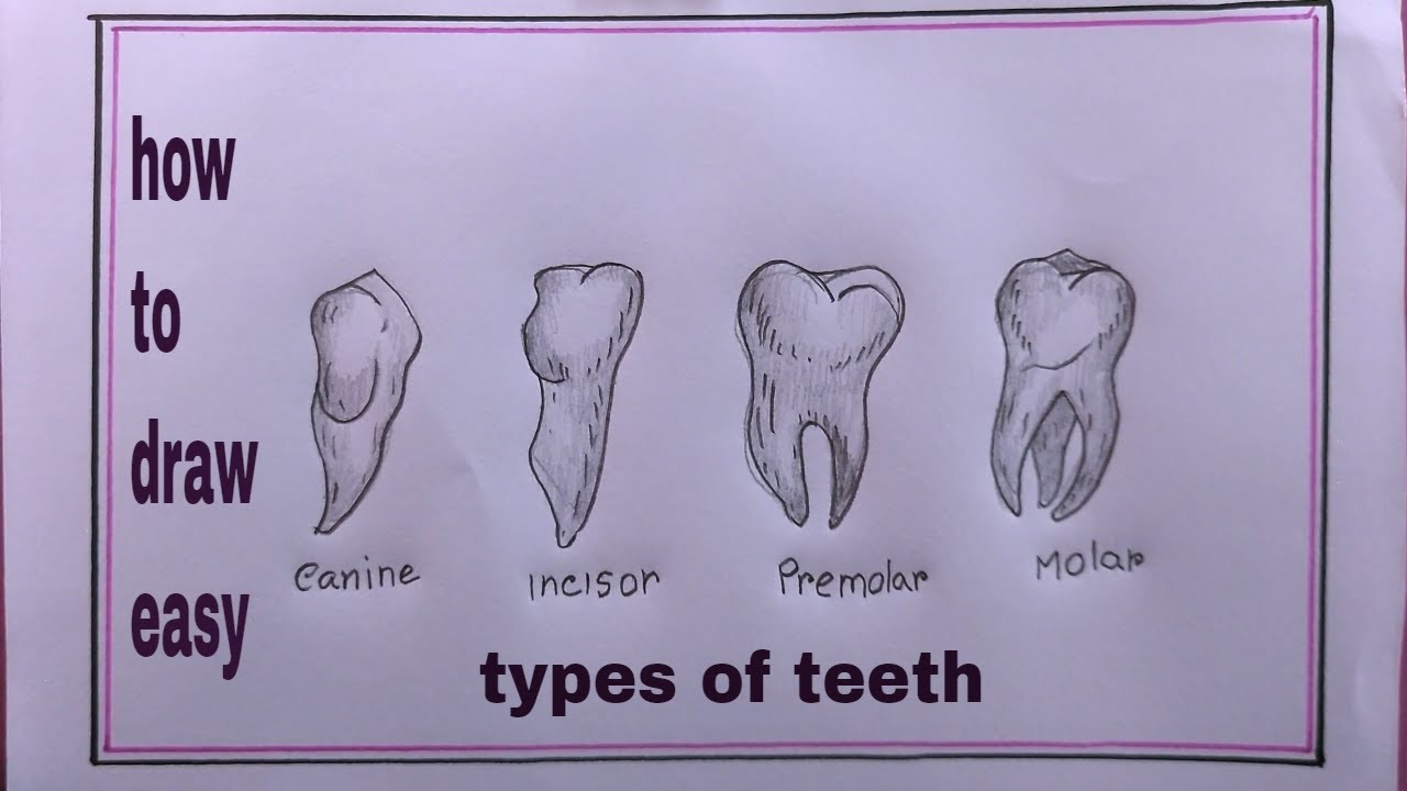 how to draw types of teeth/draw human teeth easy - YouTube
