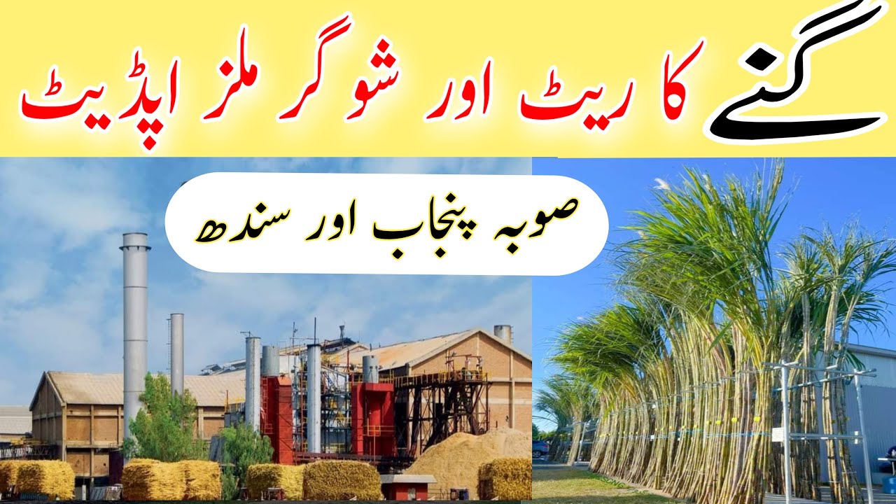 Sugar mills latest rates and update in Sindh and Punjab - YouTube