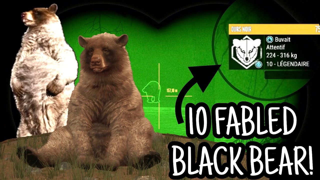 10 FABLED BLACK BEAR! THE NEW GREAT ONE IS BLACK BEAR! THE FIRST ...