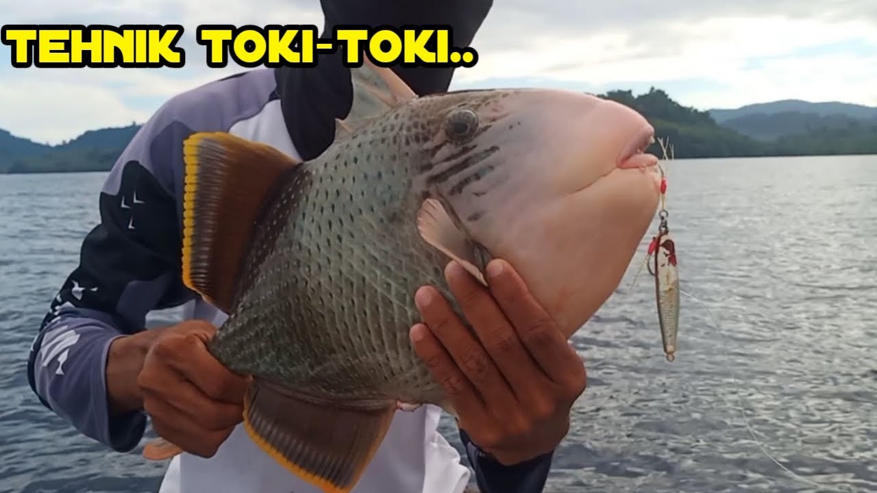 Best fishing technique!! Jigging dengan tehnik toko-toki, jig 45gram ...