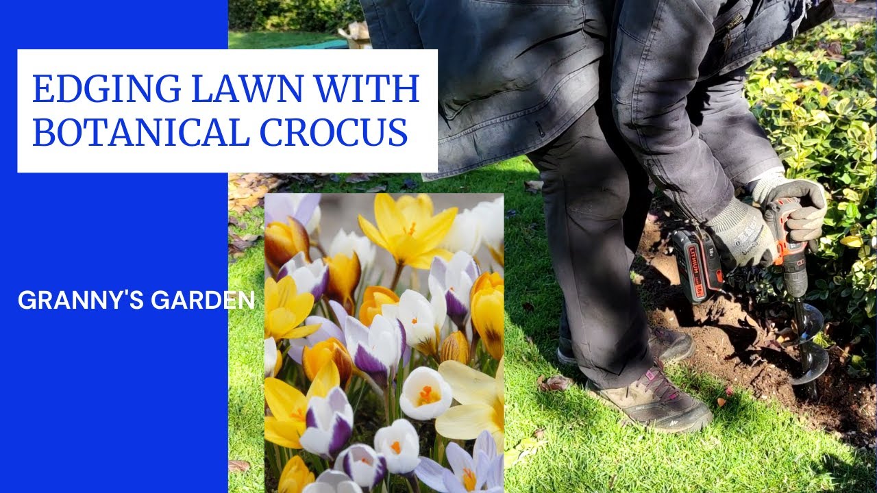 EDGING LAWN WITH BOTANICAL CROCUS - YouTube