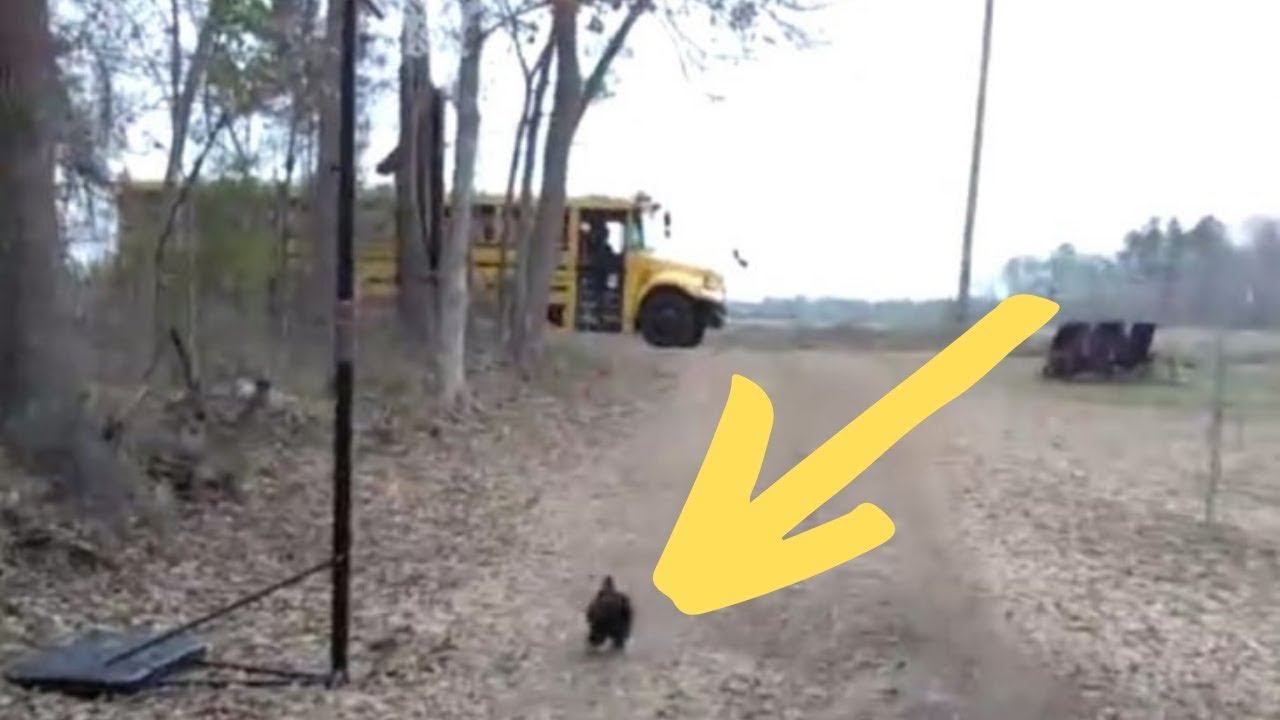 School Bus Driver Pulls Up Only To Notice The Creature Charging Toward ...