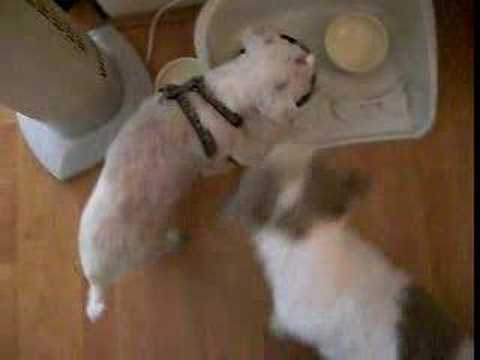 Lady & Digo Etenstijd - YouTube