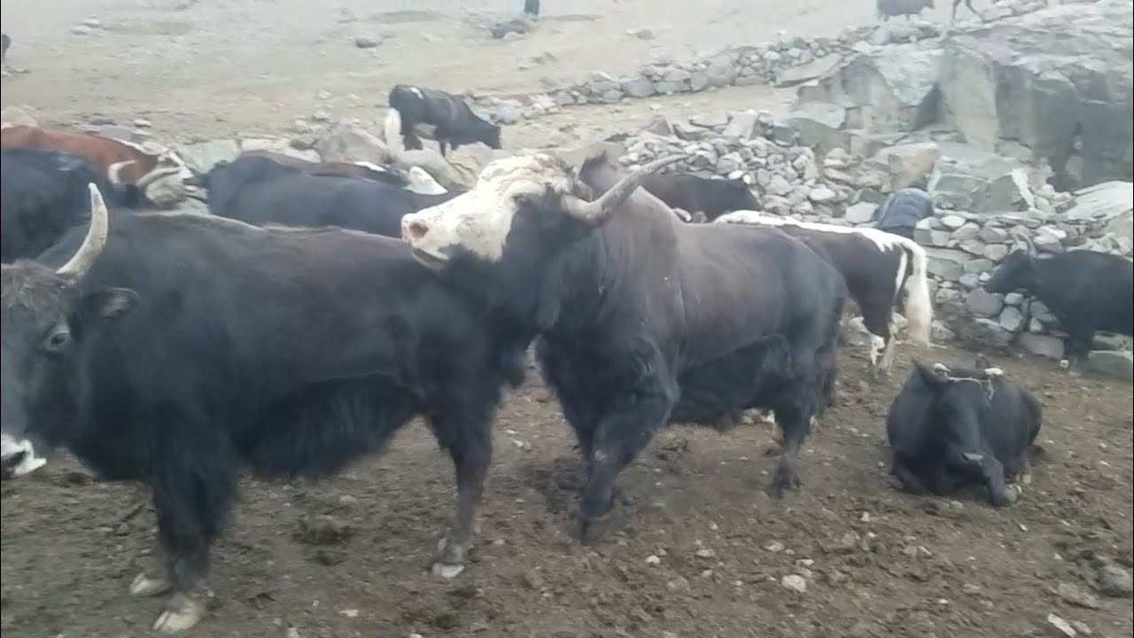 Very Strong yak and mountain cow Meet and try second time part no 6 ...