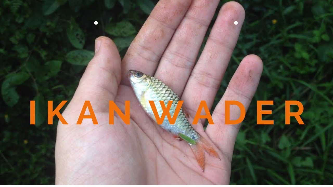 Memasang Tajur/Taut Umpan Cacing Merah | Mancing Ikan Wader Kecil - YouTube