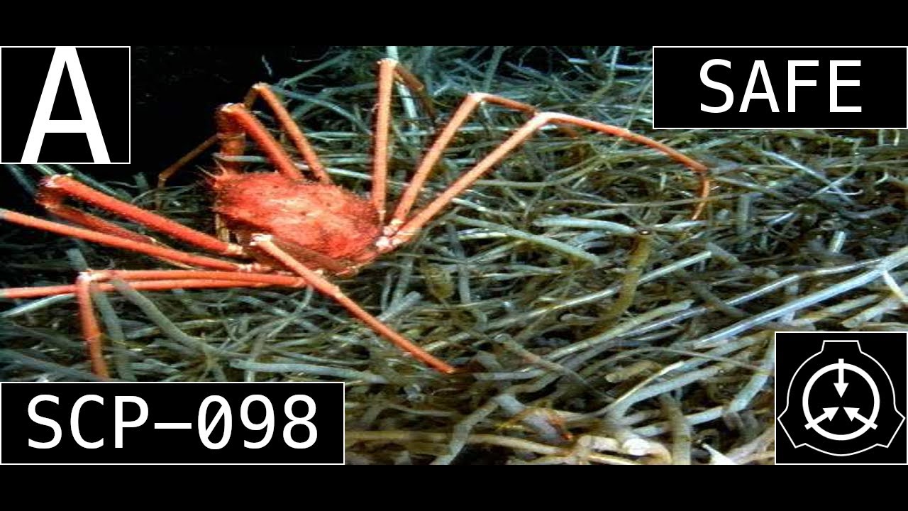 SCP-098 "Surgeon Crabs" [SCP Wikidot] - YouTube