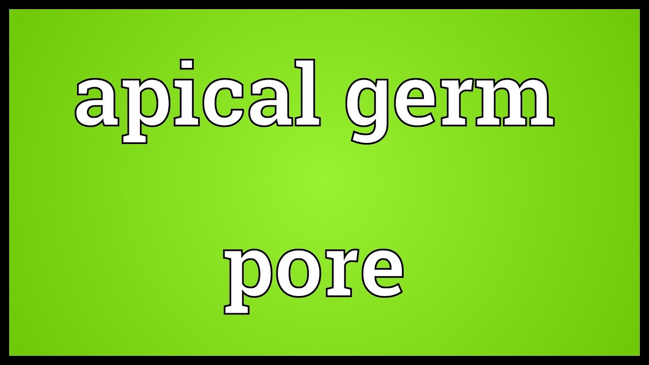Apical germ pore Meaning - YouTube
