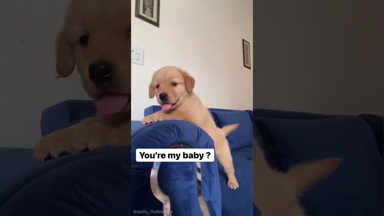 Golden retriever Puppy talking - YouTube