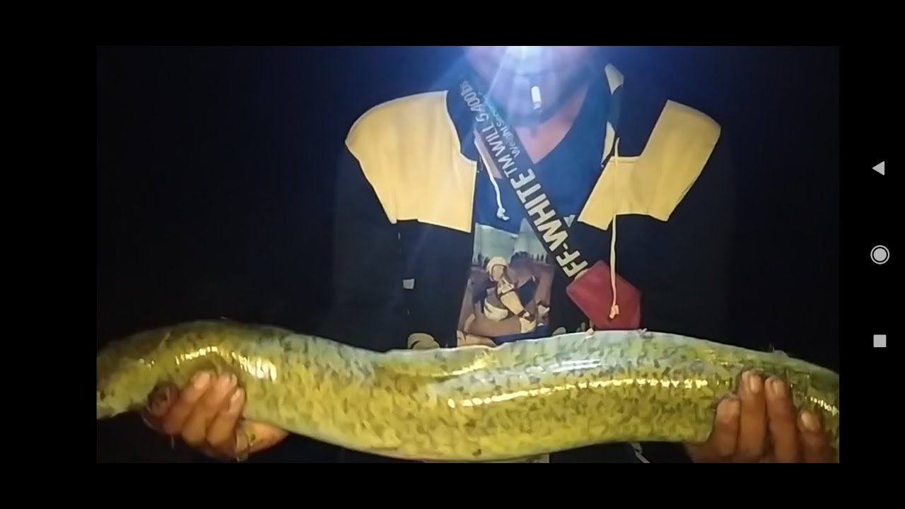 mancing sidat monster.. - YouTube