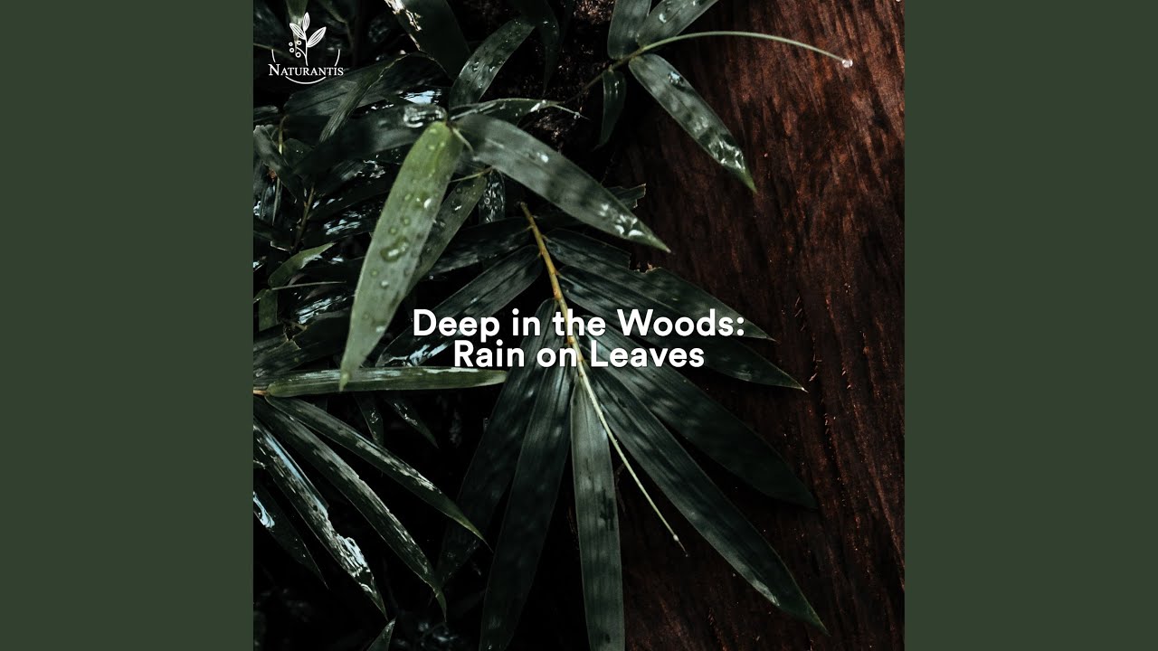 Mystic Forest Tones - YouTube