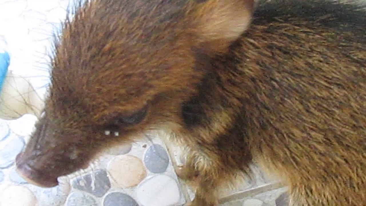 Sajino bebé, pecarí de collar (Pecari tajacu)/Selva Perú - YouTube