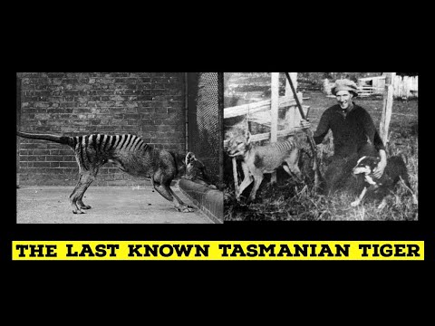 The Last Known Tasmanian Tiger: The Story of Wilfred Batty | Tasmanian ...