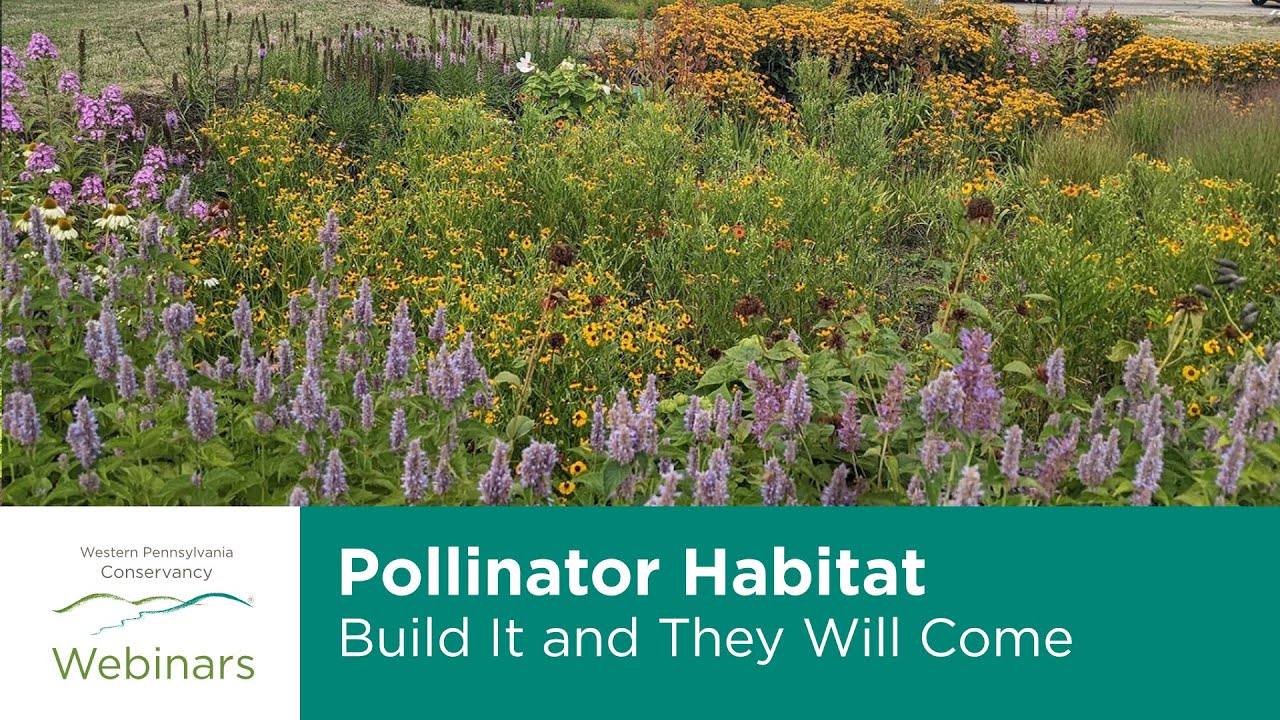 Pollinator Habitat: Build It and They Will Come - YouTube