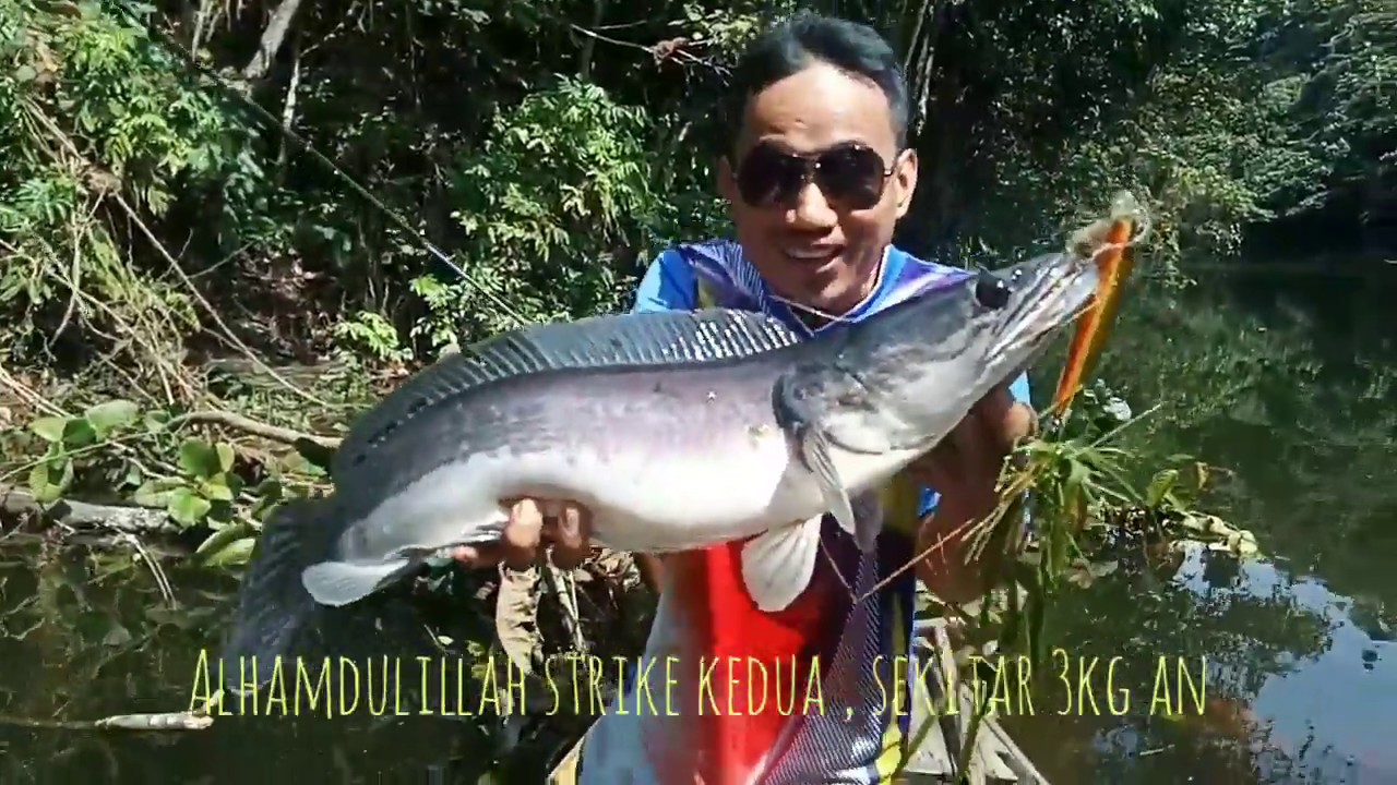 TOMAN Penghuni harau besar PLTA Riau || Sambaran ikan Toman - YouTube