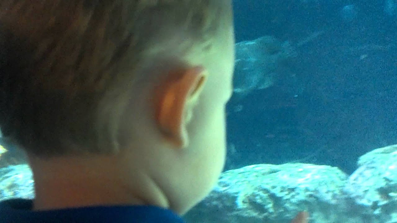 Caleb. "Fish. Fish. Fish. Fish." 5/13/2012 - YouTube