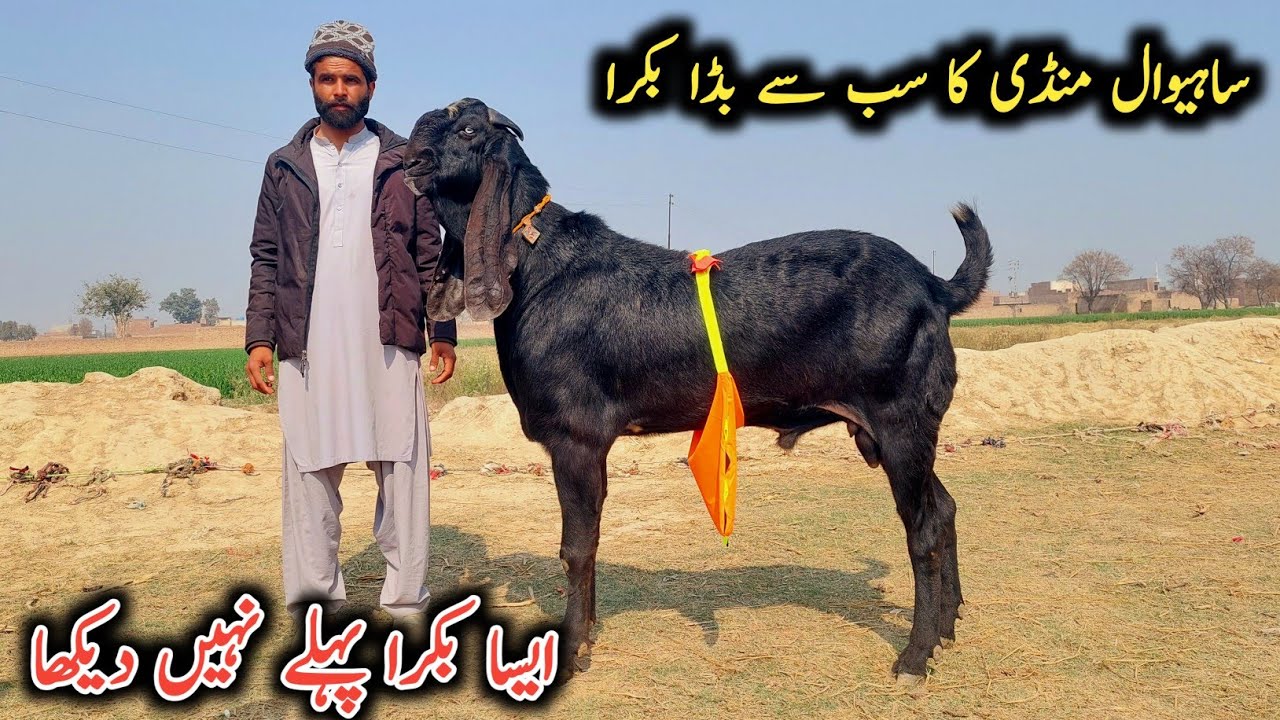 Biggest Amritsari Beetal Goat In Sahiwal Bakra Mandi 2024 # ...