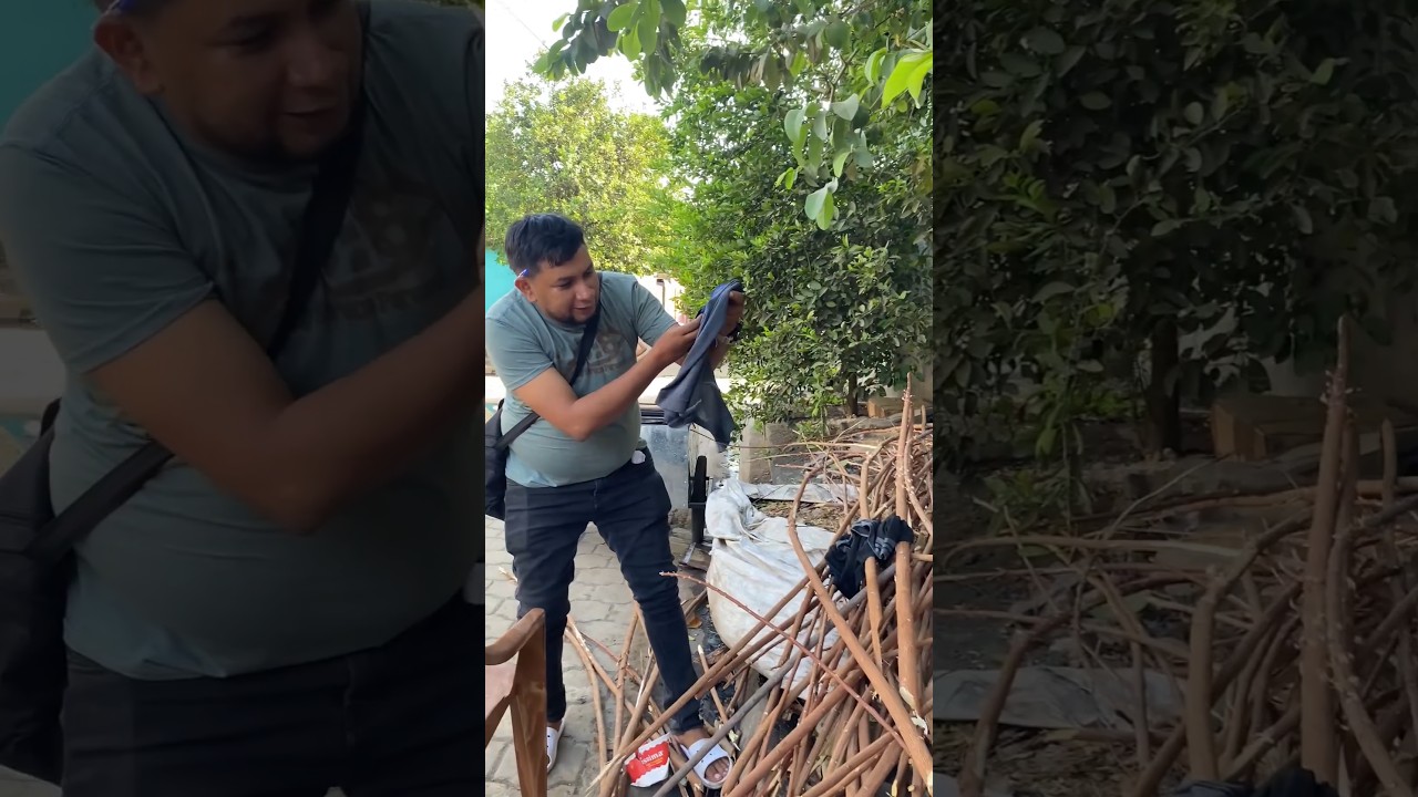 Los boxer rotó del mala paga - YouTube