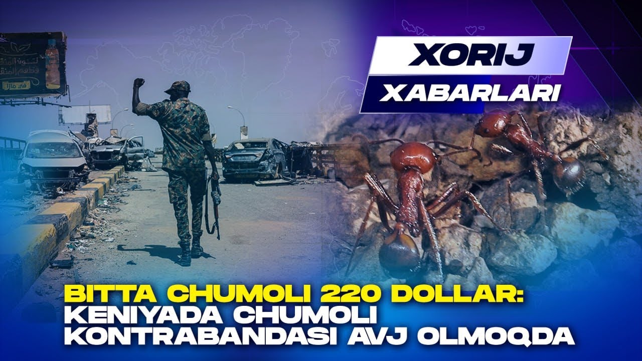 Bitta chumoli 220 dollar: Keniyada chumoli kontrabandasi avj olmoqda ...