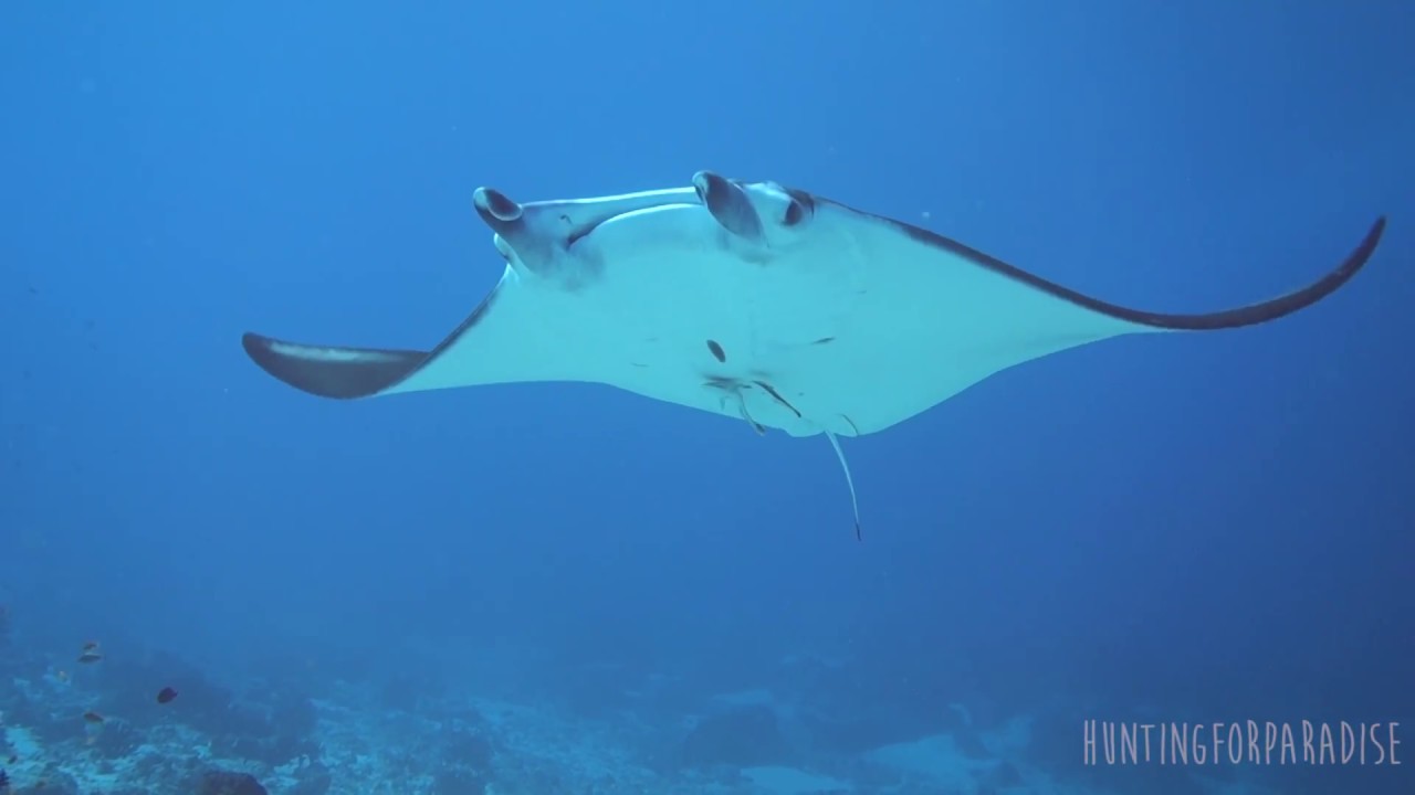 Manta fly over - The Cauldron, Komodo National Park - YouTube