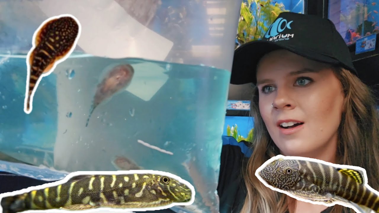 Unboxing Rare Fish That Look Like Aliens!? 👽 - YouTube