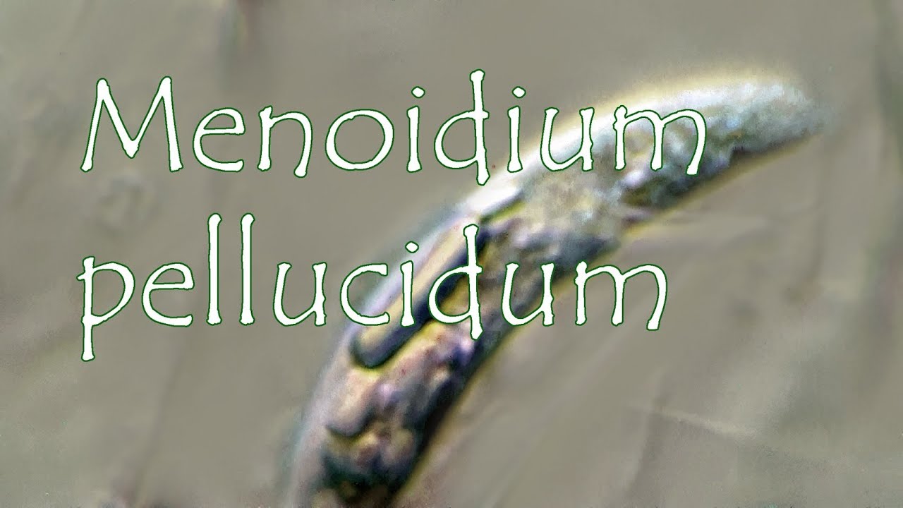 Menoidium pellucidum - YouTube
