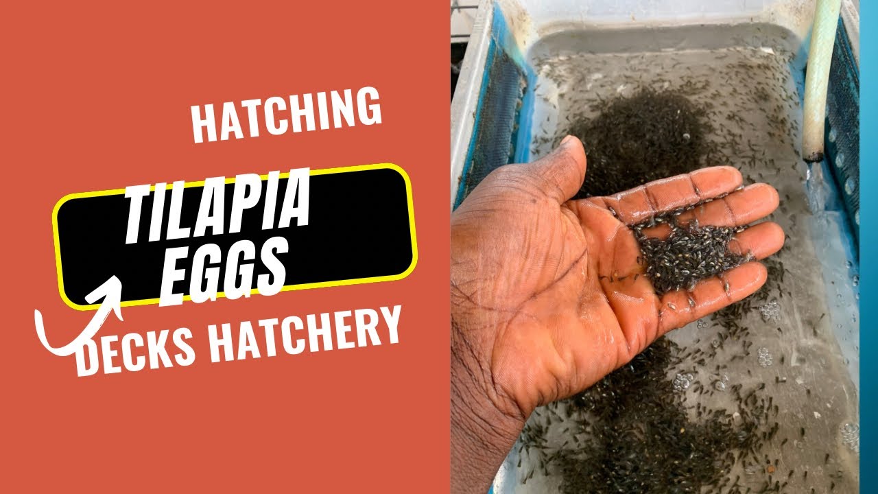 How to Hatch Tilapia Eggs (Step by Step) - YouTube