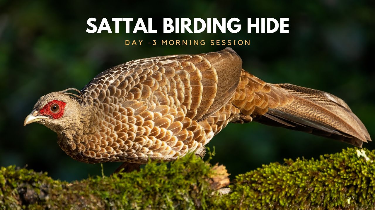 Sattal - Birding Hide || Morning Session || Day 3 || Naresh Vadrevu ...