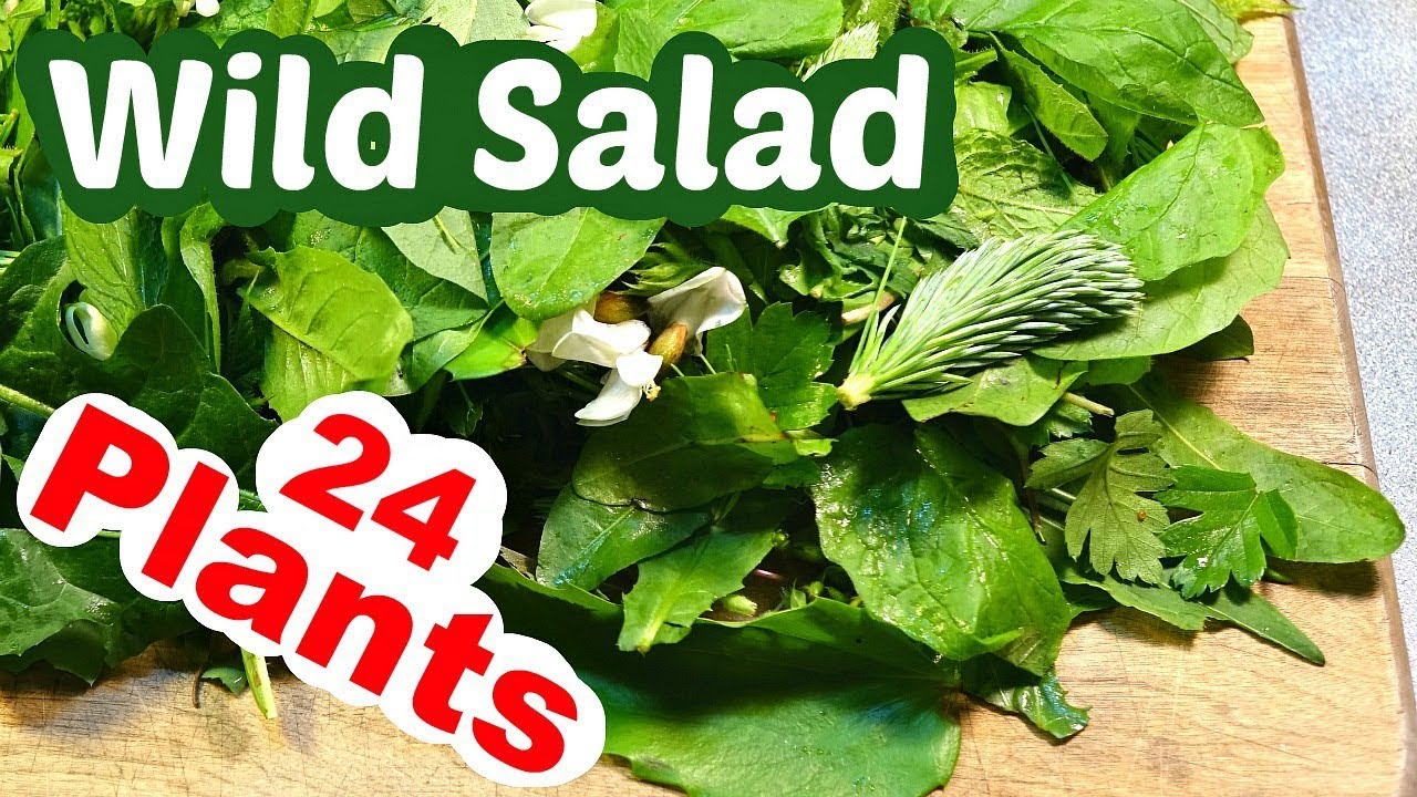 Foraging in My Yard: Wild Salad from 24 Plants of Late Spring & Early ...