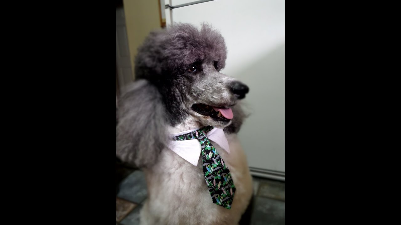 Parti Colored Standard Poodle Indy Celebrates His 5th Birthday - YouTube
