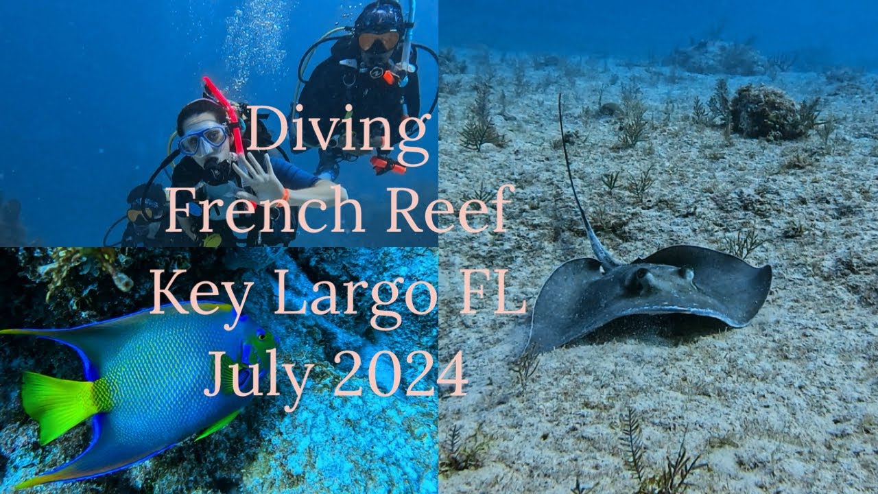 Diving French Reef Key Largo FL July 2024 with Rainbow Reef Diving ...
