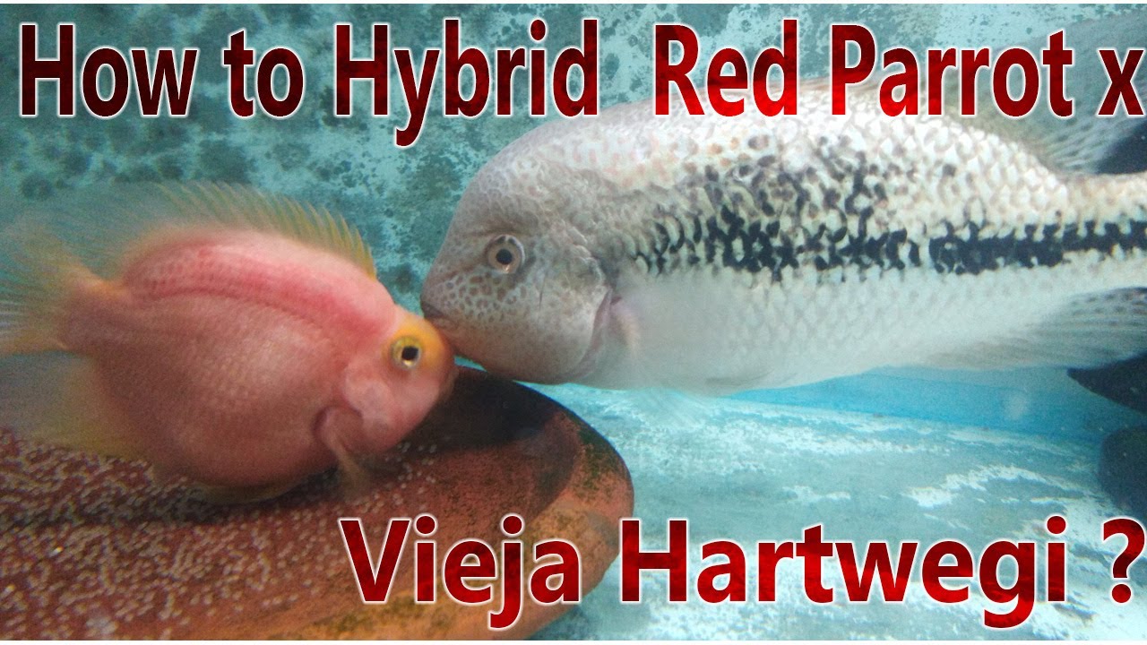 How to Hybrid Red Parrot Cichlid x Vieja Hartwegi Cichlid ? - YouTube
