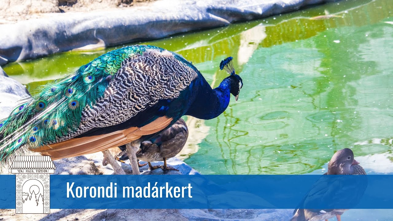 Korondi madárkert - YouTube