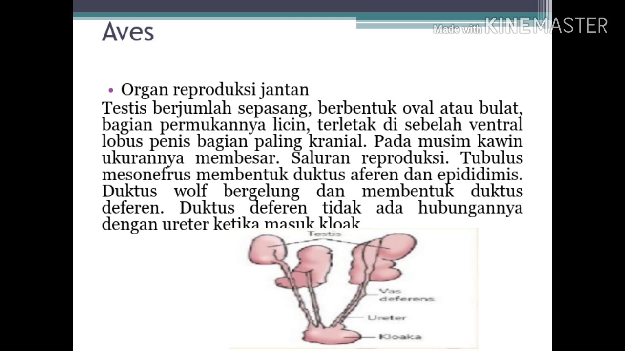 Sistem Reproduksi Pada Hewan Vertebrata (MK struktur perkembangan hewan ...