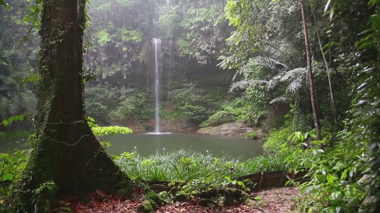 Soft Relaxing Rainforest Ambient Sounds, Birds Chirping Soft Wind ...