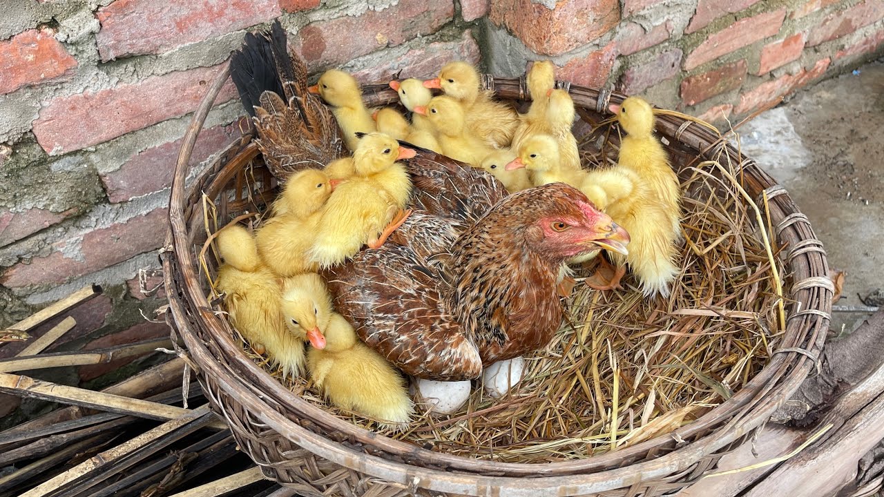 IT'S AMAZING THAT THE CHICKEN THAT THE DUCKS WERE BORN, REVELING THE ...