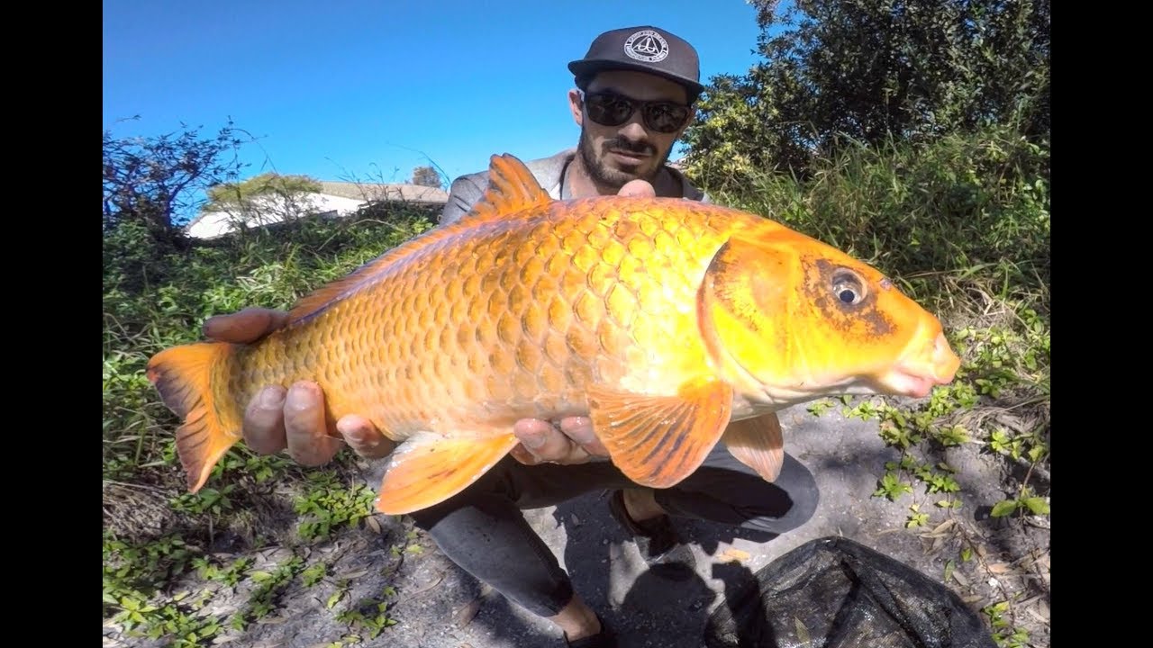 CARP FISHING WITH THE BOYS!!!! - YouTube