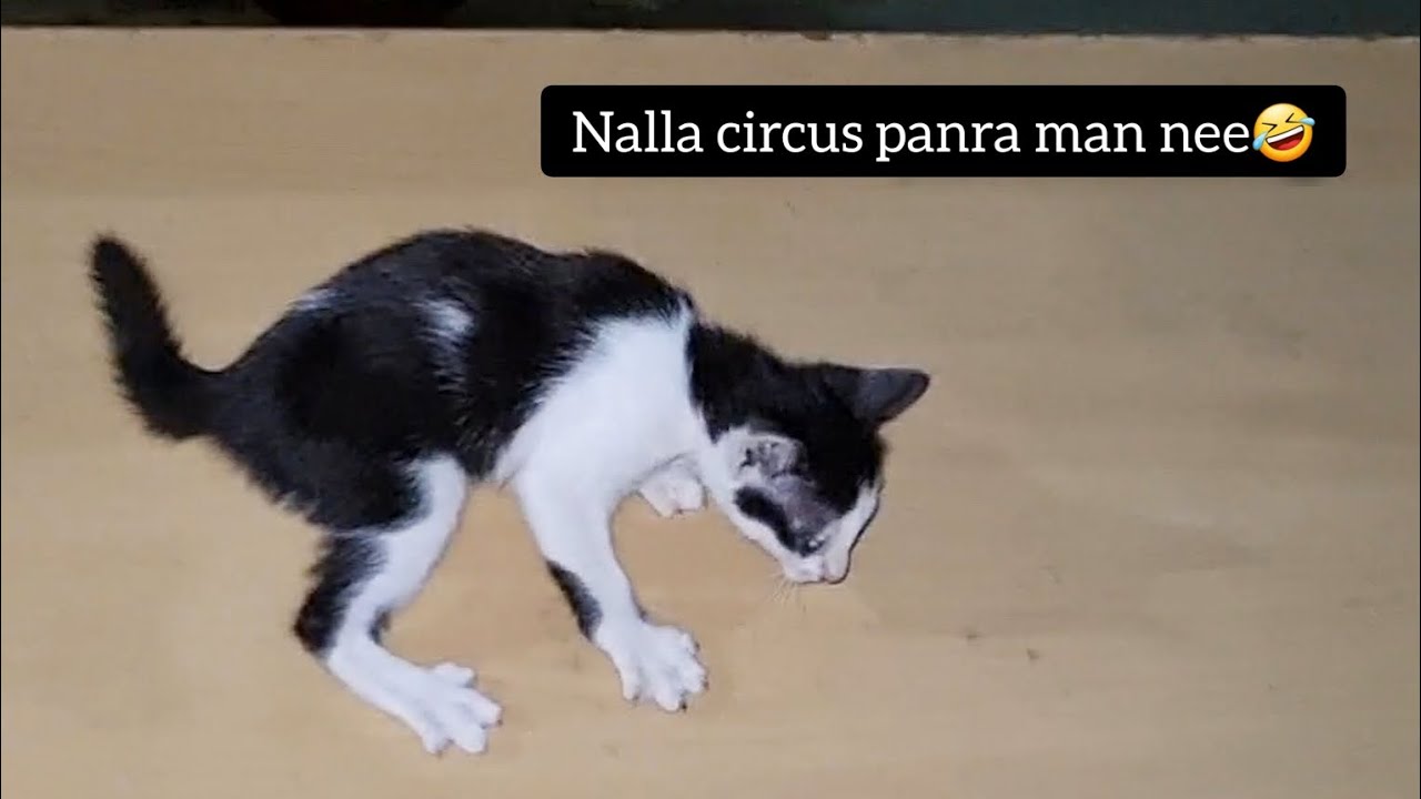 😼Nalla circus panra man nee🤣 | salt then asaltu😂 #cat #shorts # ...