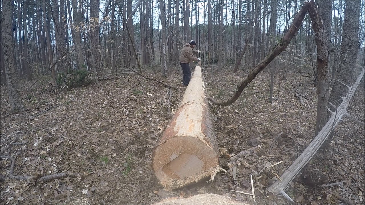 Southern Yellow Pine Log Peeling - YouTube