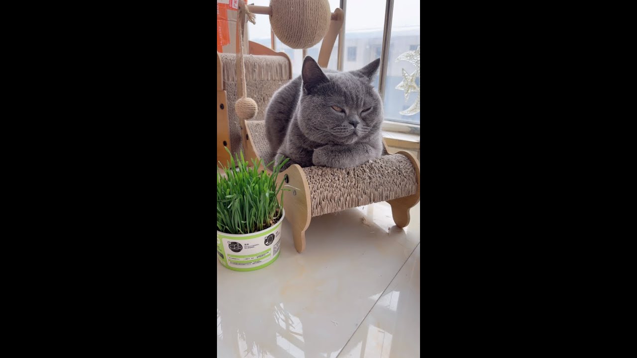 萌猫日常Cute cat daily - YouTube