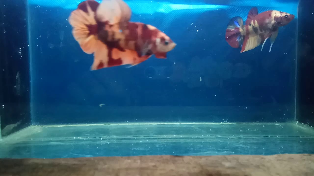 Giant Nemo galaxy emerald dan Nemo leopard.#GANTENGNYA😍 - YouTube