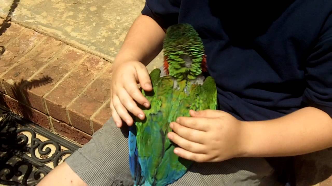 Hand fed Starlight Hybrid Macaw baby for sale - YouTube