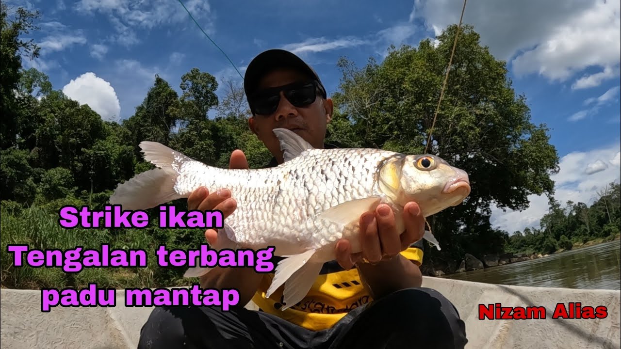 STRIKE IKAN TENGALAN TERBANG PADU MANTAP - YouTube