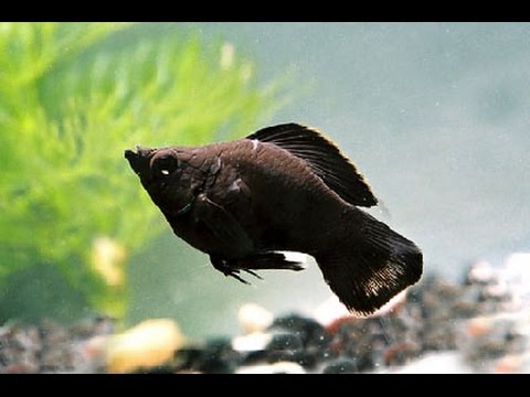How To Breed Black Molly fish - YouTube