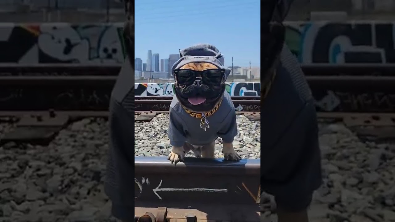 PERRO FACHA 1.5 !!! 🤒🔥🤑 RAPERO CAN 24K 😈😈💯 - YouTube