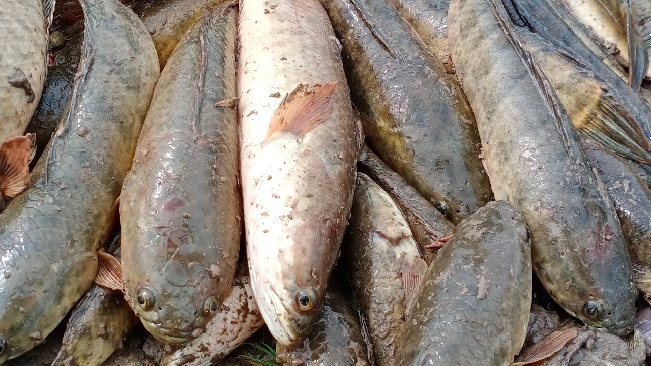 Best net fishing video village traditional fish catching amzing fishing ...