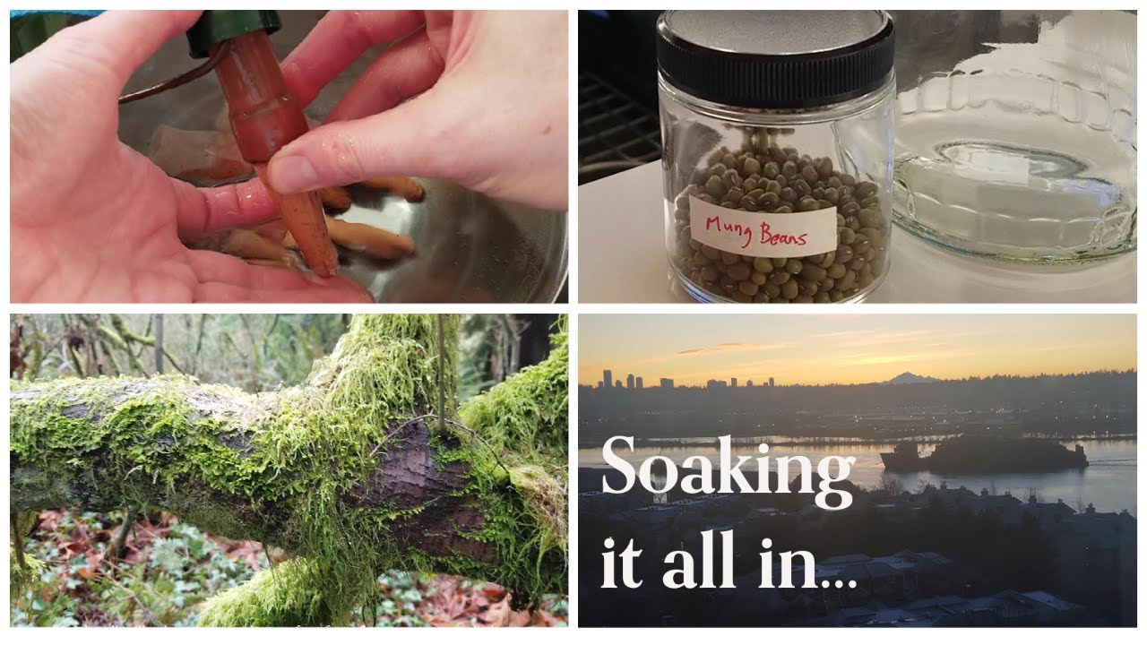 Soaking Mung Beans, Hydrospikes and then a Mossy Muddy Forest Hike ...