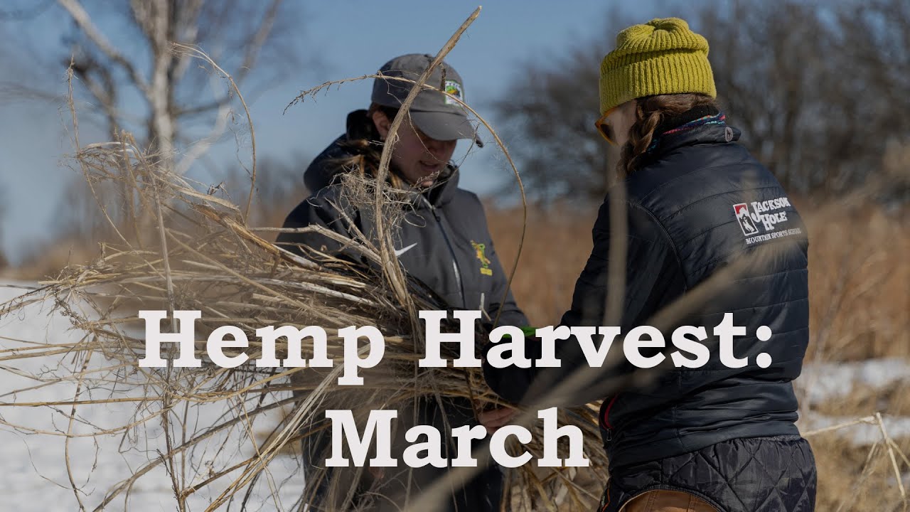 Harvesting Winter Retted Fiber Hemp in March - YouTube
